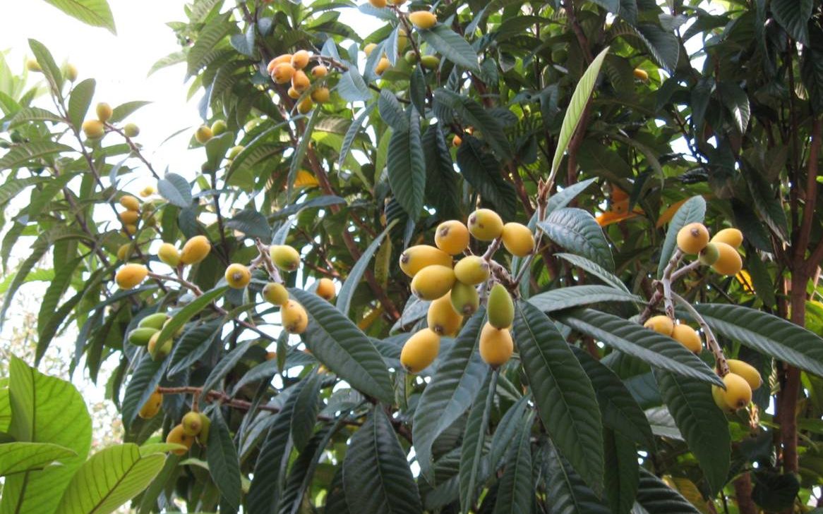 枇杷种植技术视频 枇杷种植技术 如何栽培枇杷教程