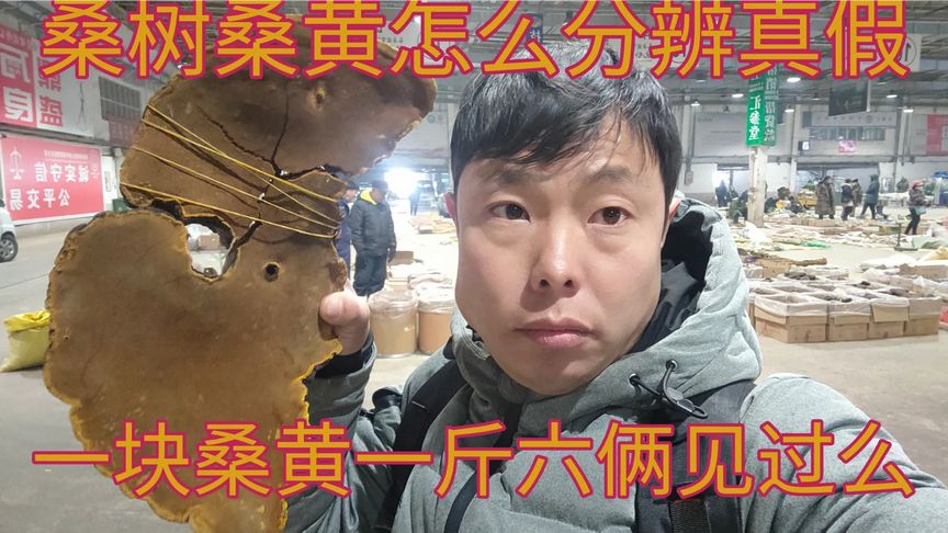 桑树桑黄怎么分辨真假?一块桑黄一斤六俩罕见的东西,你们见过么
