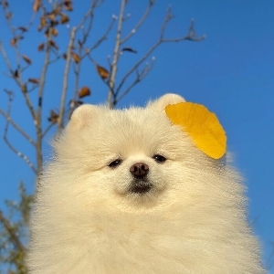 蘑菇没蘑菇 