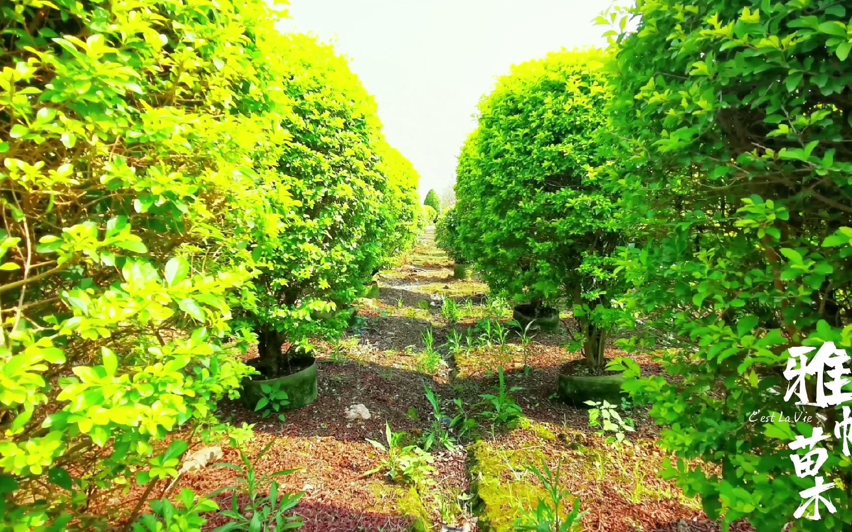 ...雅帆苗木批发黄榕球基地地被灌木乔木工程苗木#景观园林#绿化植物