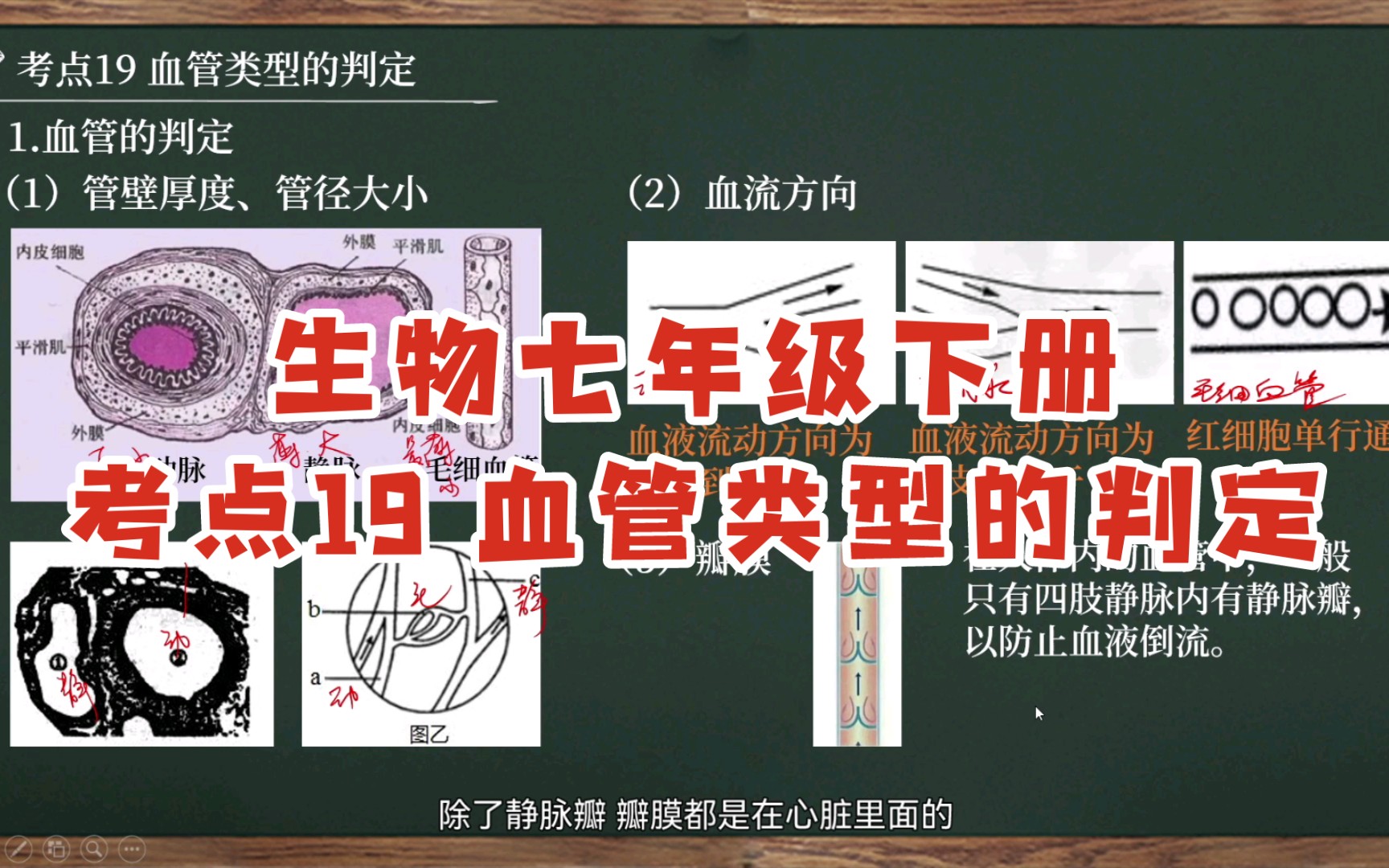 【初中生物全考点讲解|七下】考点19 血管类型的判定