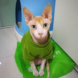 多比多比多比的妈 