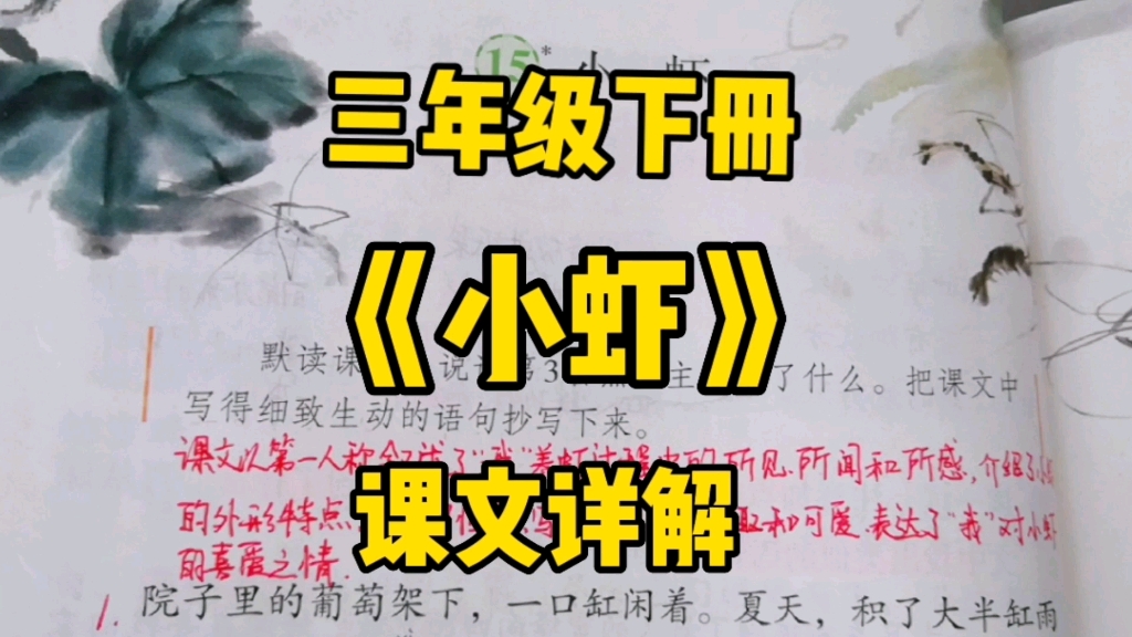 三年级语文下册:《小虾》课文详解,一起去看看作者是怎样观察和描写...