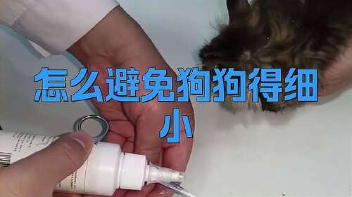 狗狗细小病毒太可怕!5招教你轻松预防,让爱犬远离危险