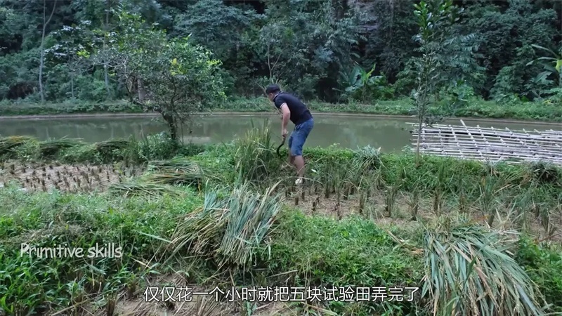流落荒野第155天,在陆地成功种植出水稻,最终收获三筐稻谷