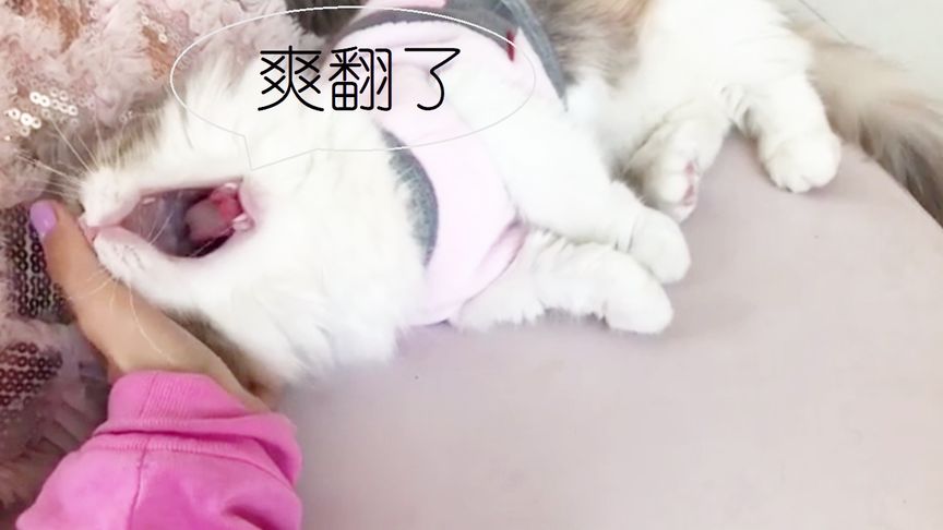 可爱猫咪 日常撒娇 好乖啊