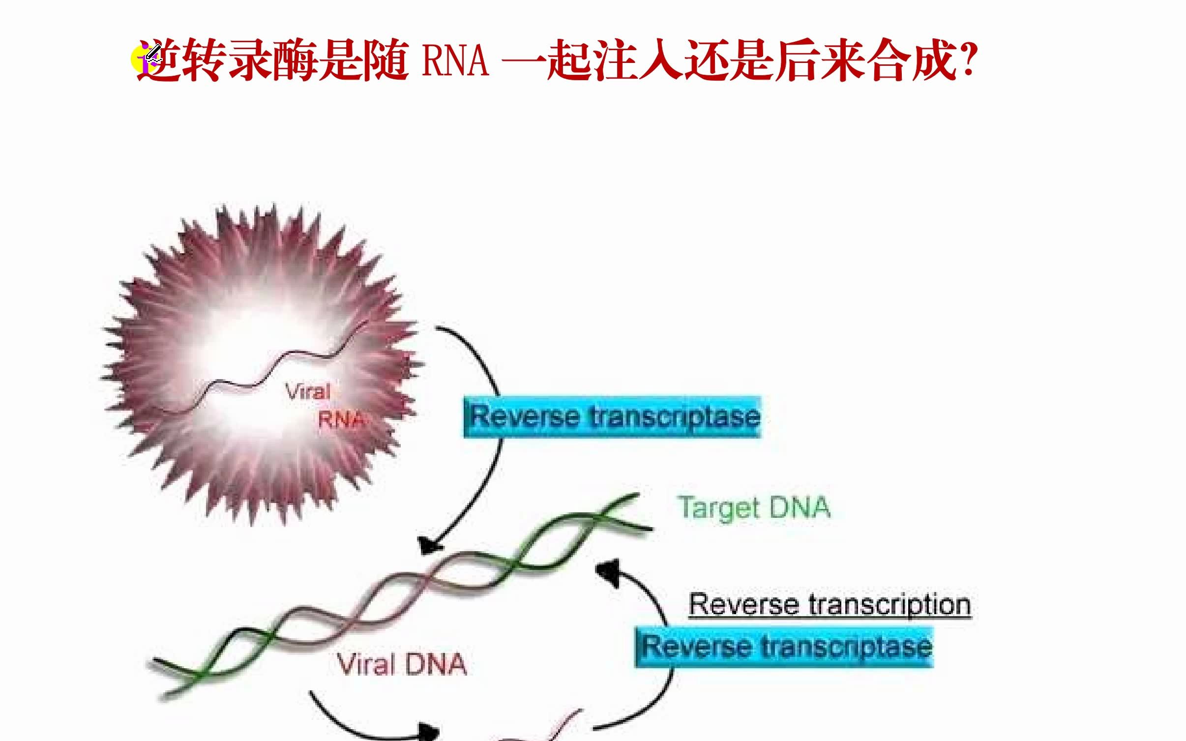 逆转录酶是随 RNA 一起注入还是后来合成?
