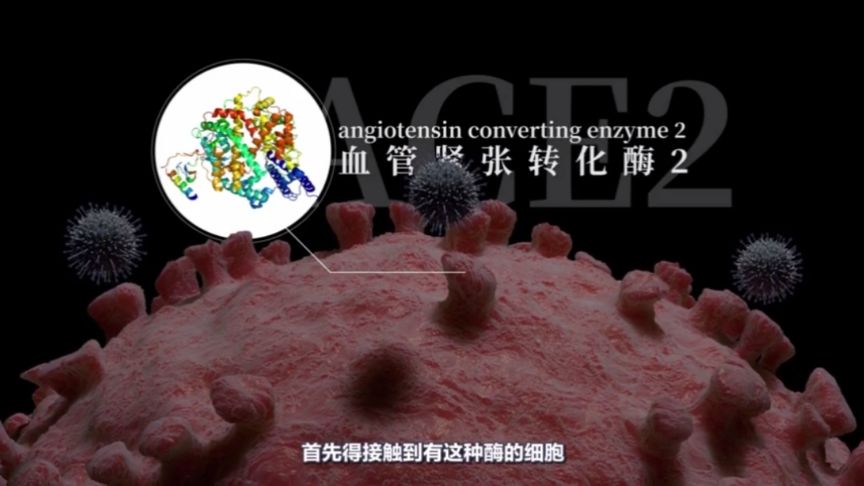 新型冠状病毒感染的全过程视频