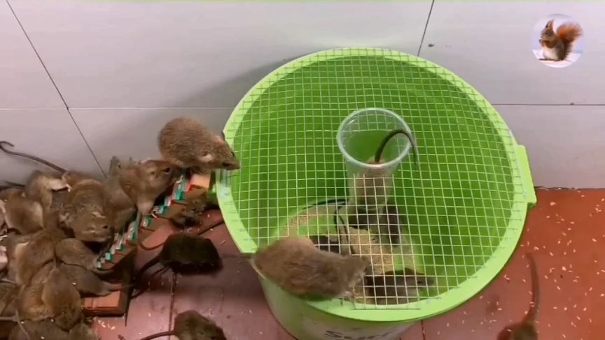 教你用一只水桶自制捕鼠神器,史上最简单制作捕鼠器,一抓一堆