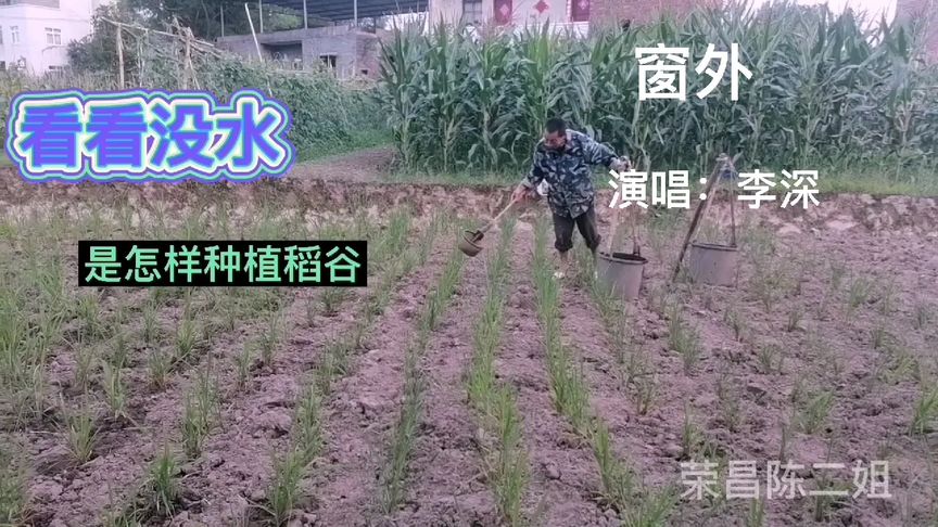 没水也可以种稻谷,看看我们是怎样种植的?