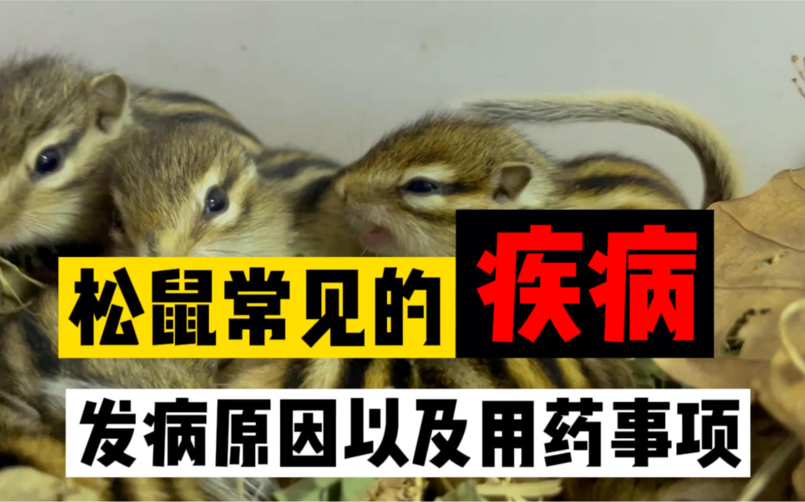 松鼠常见的感冒,发病原因以及用药事项