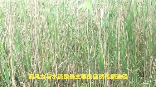 芦苇种子的"飞行"与"漂流":自然界的传播智慧