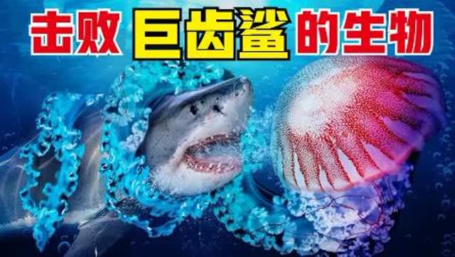 6种可匹敌巨齿鲨的海洋生物,强悍的巨齿鲨究竟会被谁打败