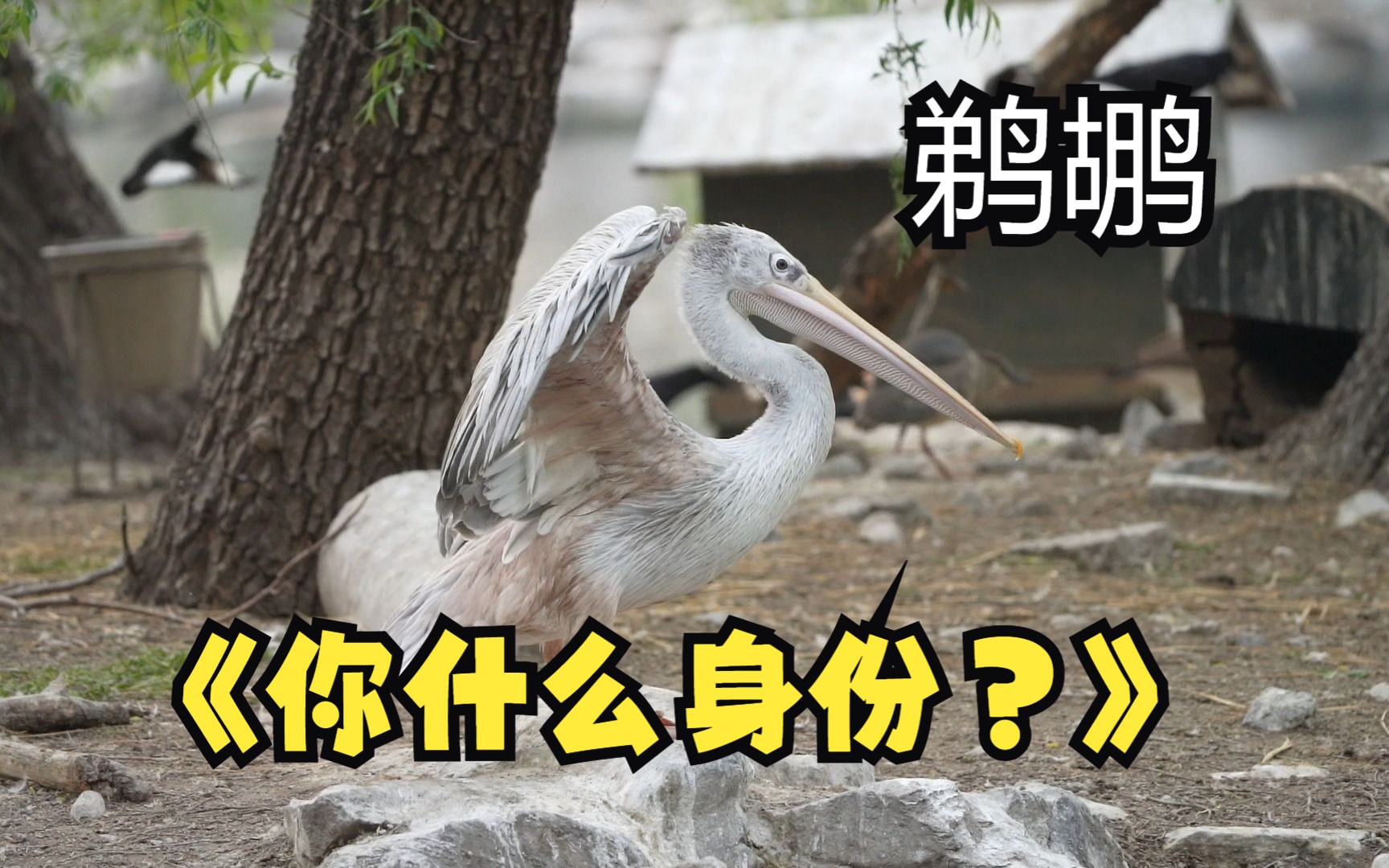 【鸟】粉红背鹈鹕 | 喂,你什么身份? | 北京动物园