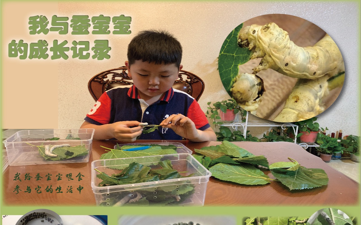 蚕宝宝的成长记录
