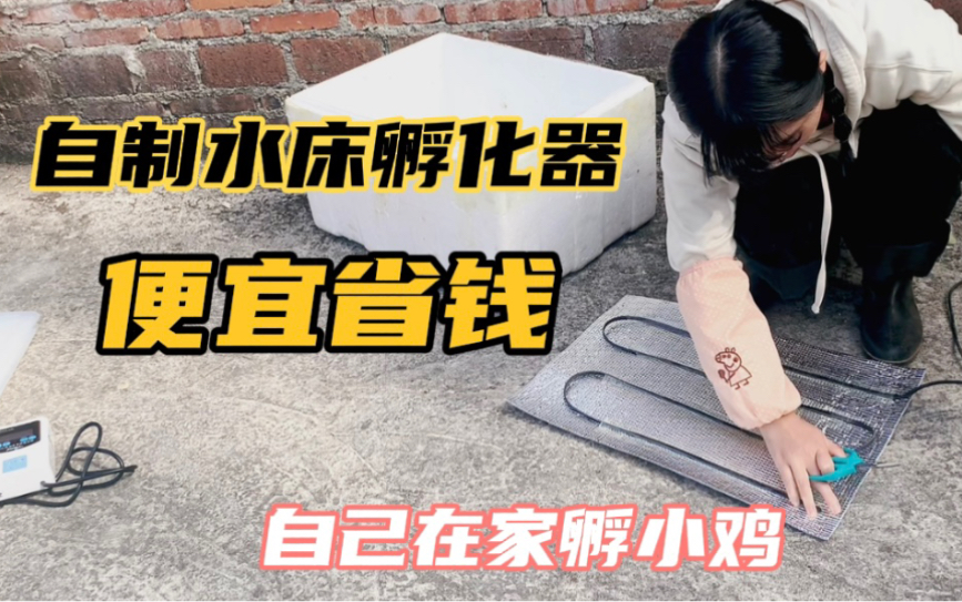 自制水床孵化器,简单又省钱,自己在家孵小鸡,享受孵化的乐趣