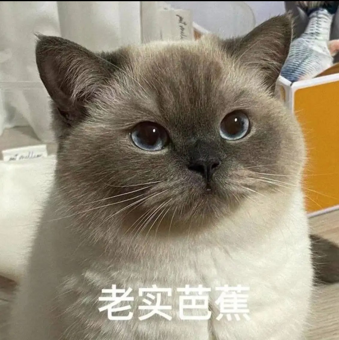 鹅掰克斯 