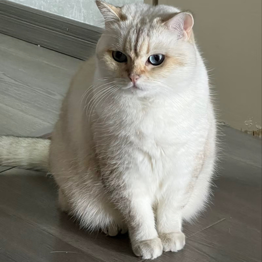 BigNNB 