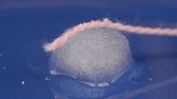 盐可以当胶水? 把食盐撒在冰块上, 不可思议的科学现象发生了