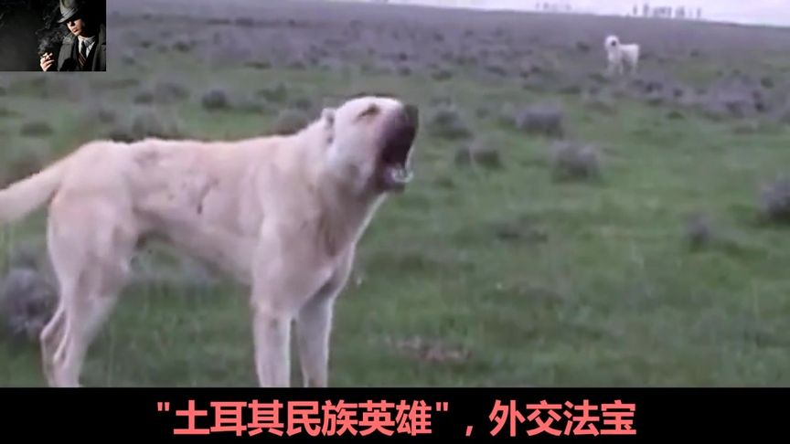 世界十大战斗力最强的狗,看看排名第1的boss坎高犬,狼算什么