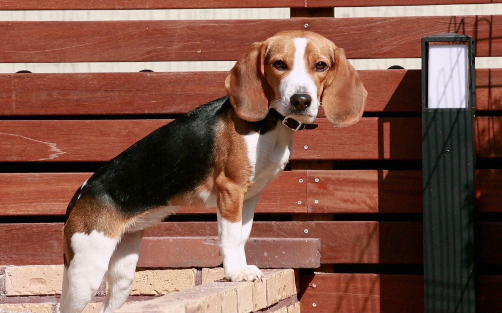 对于比格犬你了解多少呢? 【给狗狗看的视频】