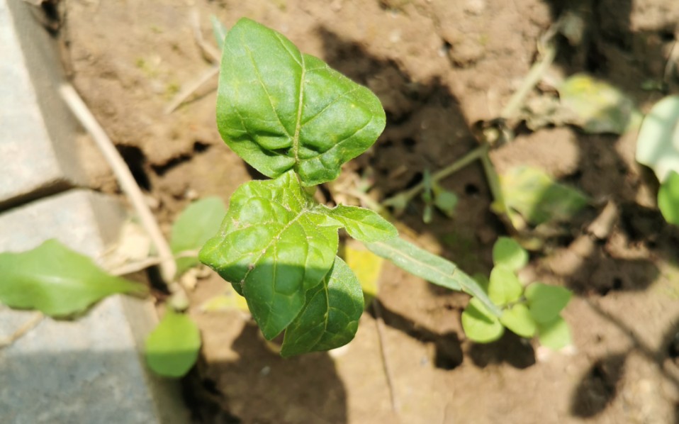 菜地里的曼陀罗,小时候有点像菠菜。曼陀罗全株有毒,以种子毒性最大,...