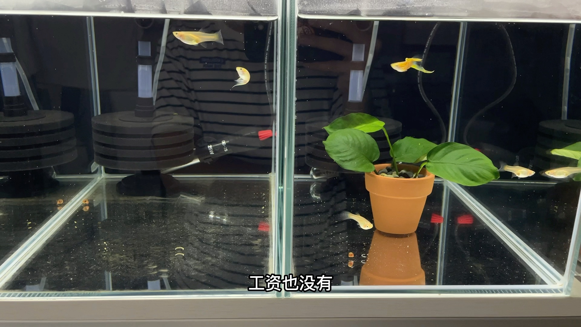 鱼缸有一个完善的硝化系统水质才能好,培养硝化细菌全靠过滤。