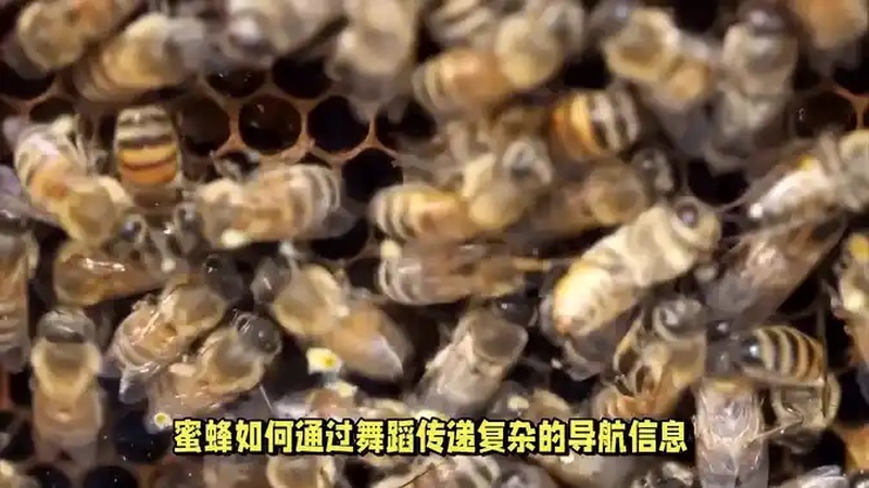 蜜蜂如何通过舞蹈传递复杂的蜜源导航信息
