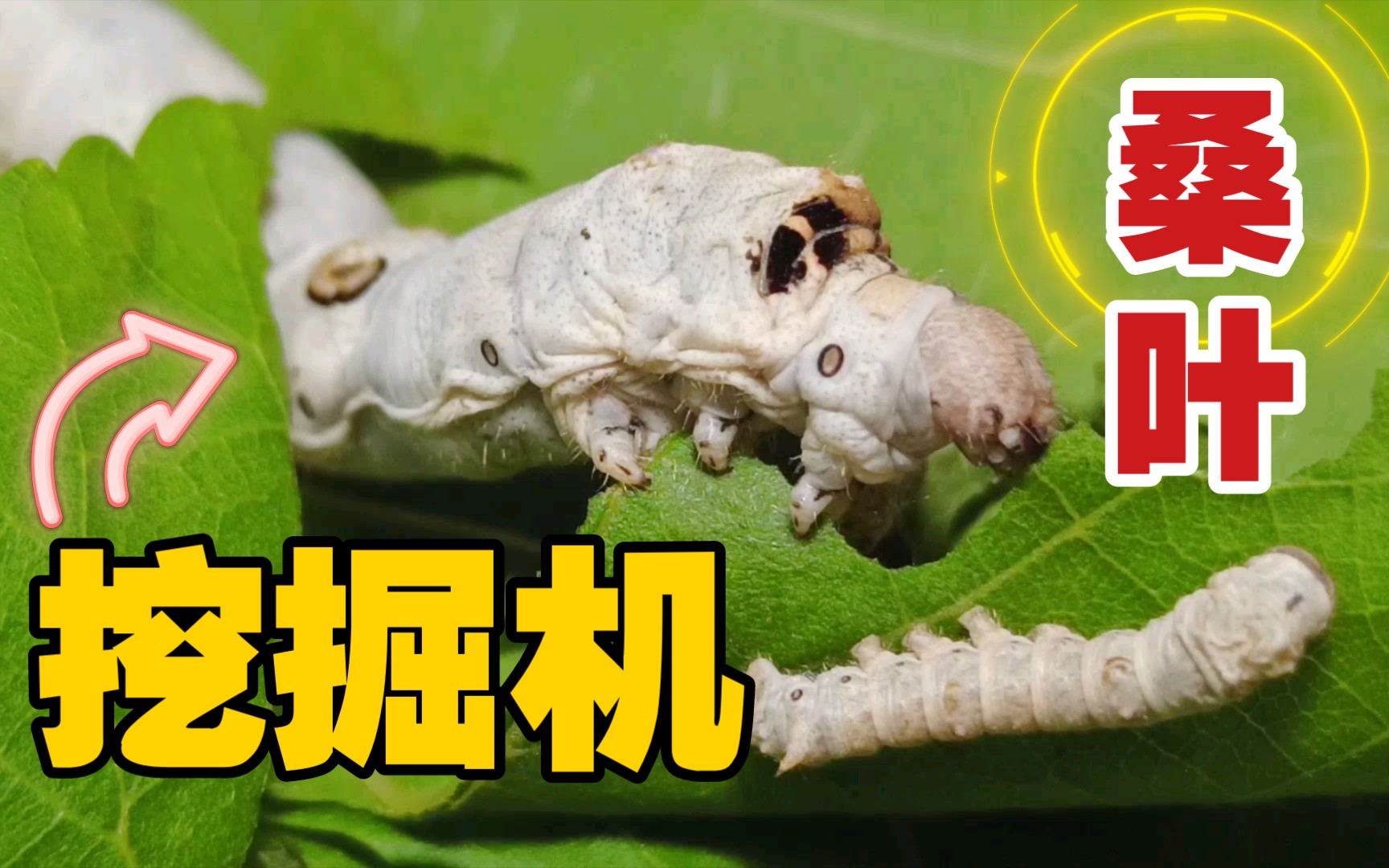 【蚕】桑蚕成长记录 2022.4.15 娃送同学的蚕卵先孵出的蚕又被同学送...