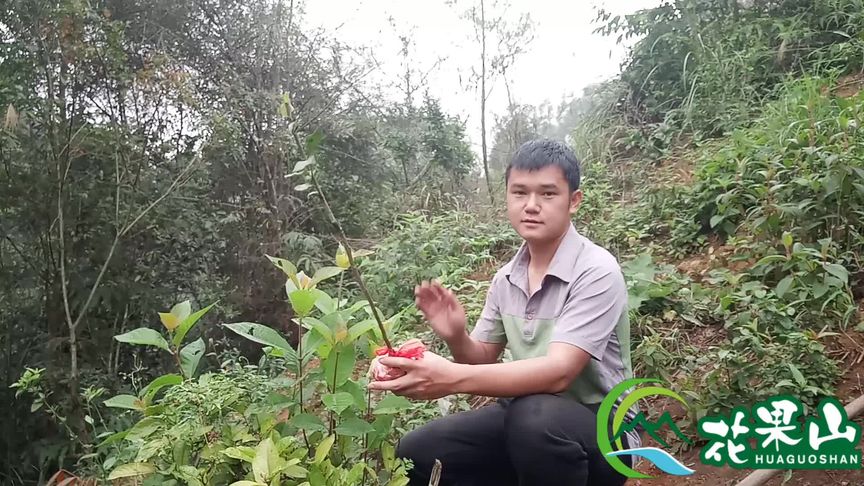 南方好水果,聊聊黄皮果的种植和价值
