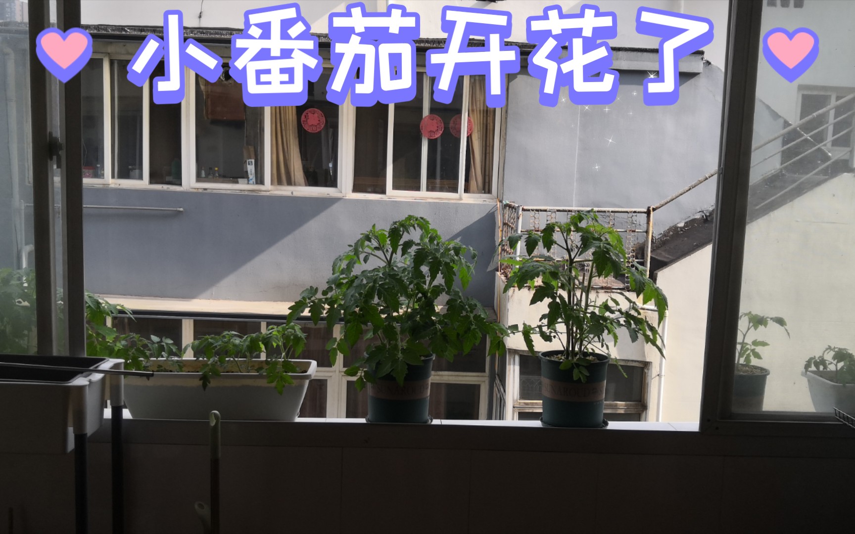 小番茄ߍ�开花了,看我给它授粉。