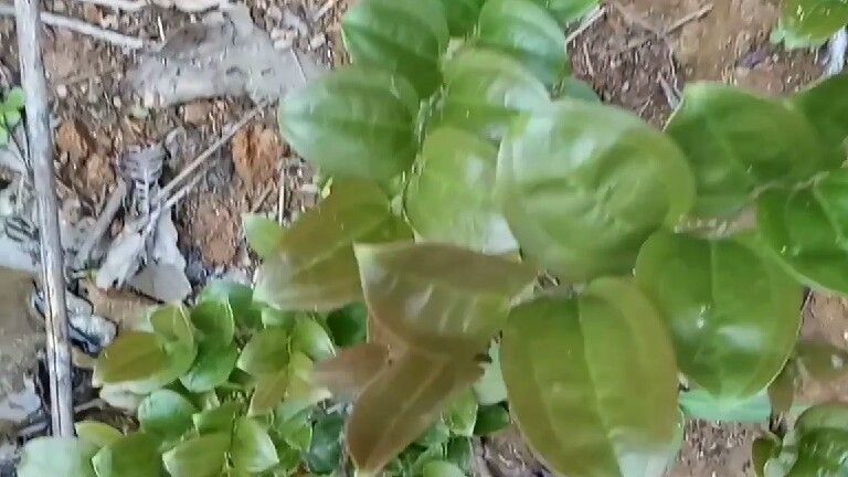 农村路边这种植物,叫金刚藤