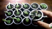 干货揭秘,多肉植物叶插到长大过程全纪录