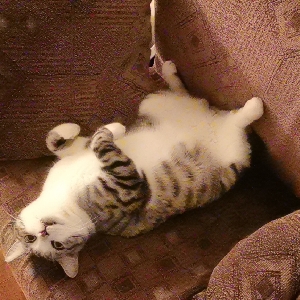 猫月下 