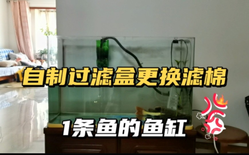 1条鱼的80鱼缸,自制的过滤盒,多长时间更换滤棉?