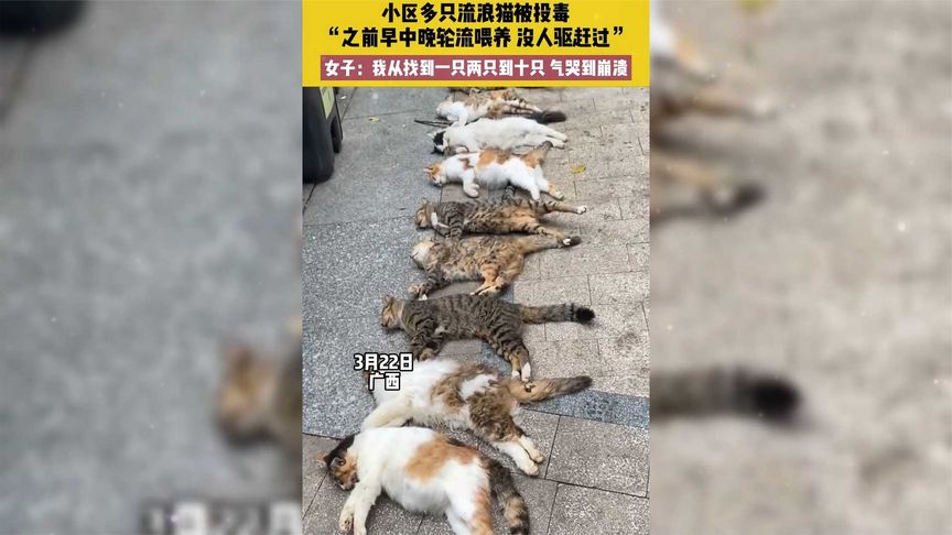小区多只流浪猫被投毒,“之前早中晚轮流喂养,没人驱赶过”