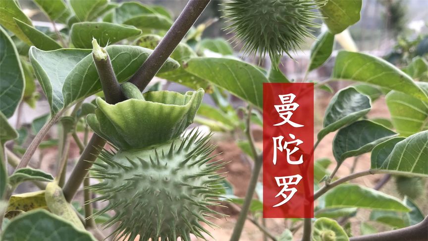 植物曼陀罗有小毒,它的用途是亮点,值得大家观看与了解哦