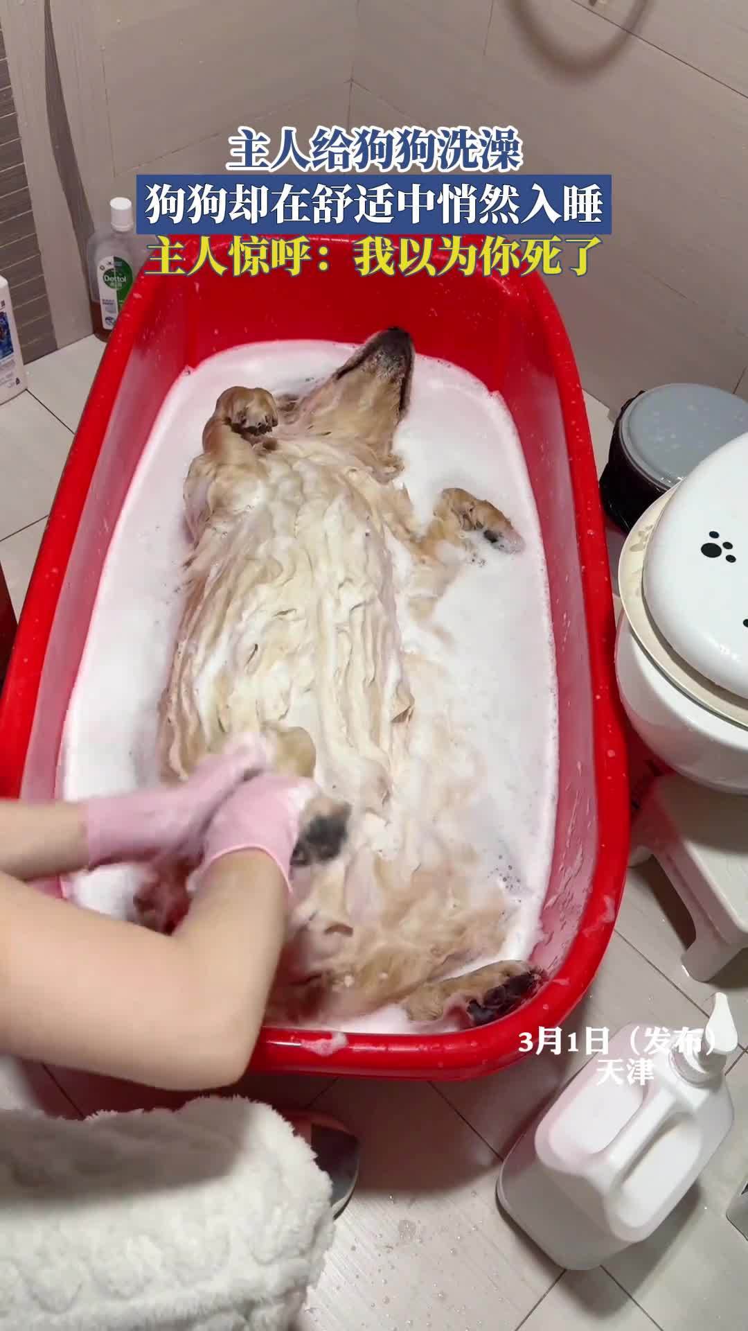 主人给狗狗洗澡,狗狗却在舒适中悄然入睡,主人:我以为你死了。