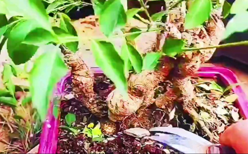 想要得到一盆好的卫矛盆景,修剪入门与养护管理要到位!