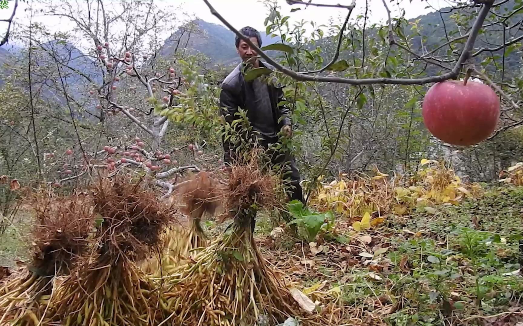 黄豆的一生,从播种到豆花的过程!