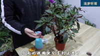 凤仙花养不好?只要在盆里丢点它,花朵又大又鲜艳