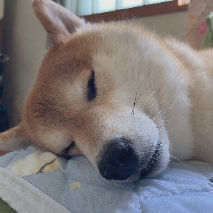 高频脉冲狗头 