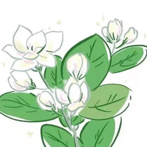 茉莉花枝Molly 