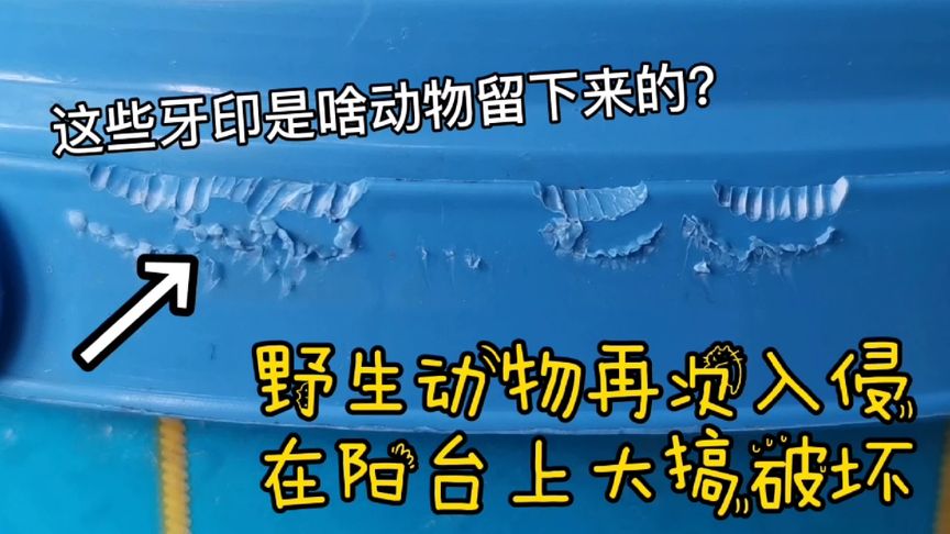 野生动物入侵阳台,从咬痕看这是啥动物?安装监控捕捉画面!