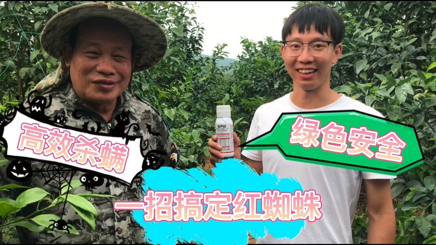#生物农药 怎样高效防控柑橘红蜘蛛?用金满维!速效杀螨!