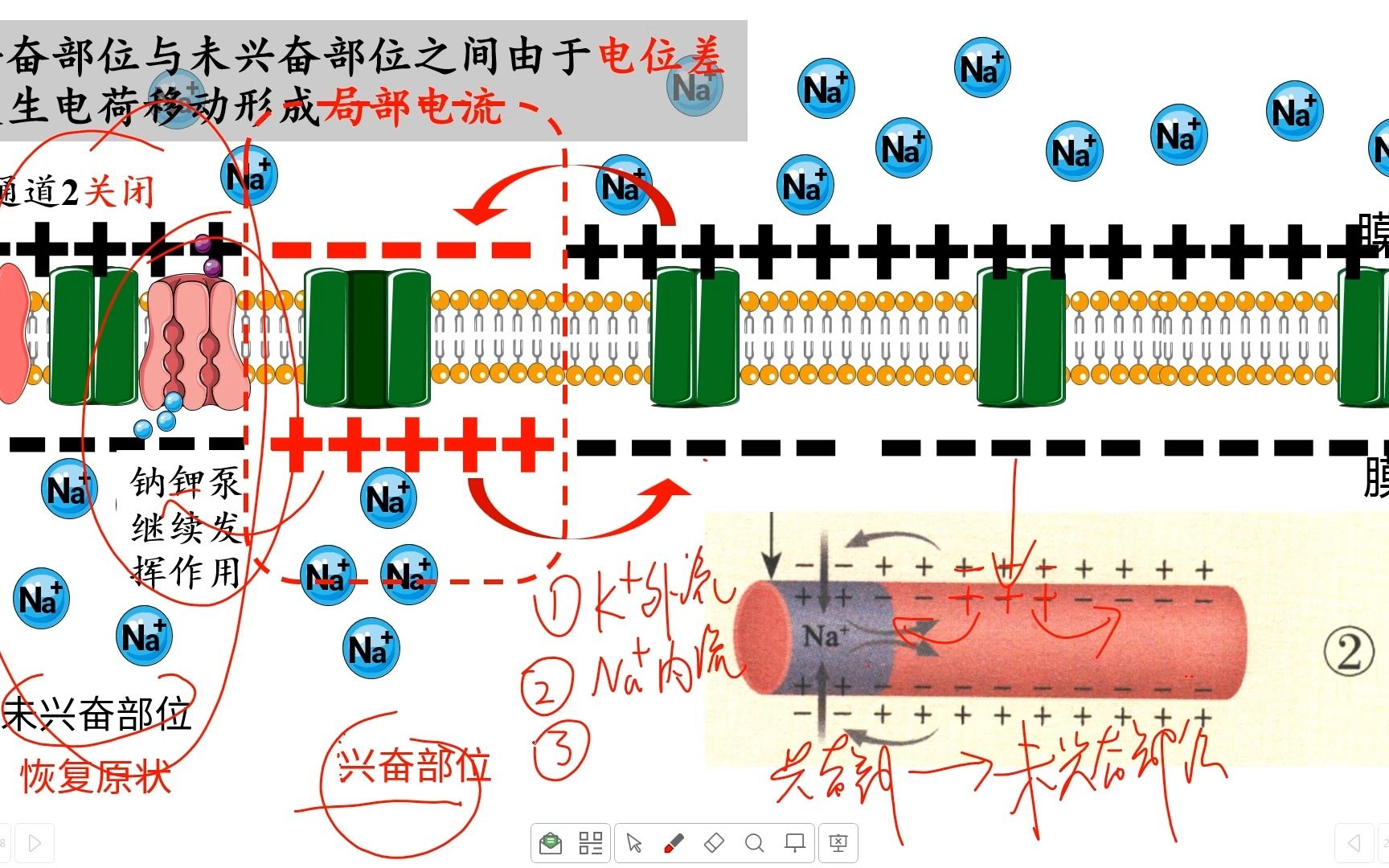 2.3神经冲到的产生和传导 第2节课