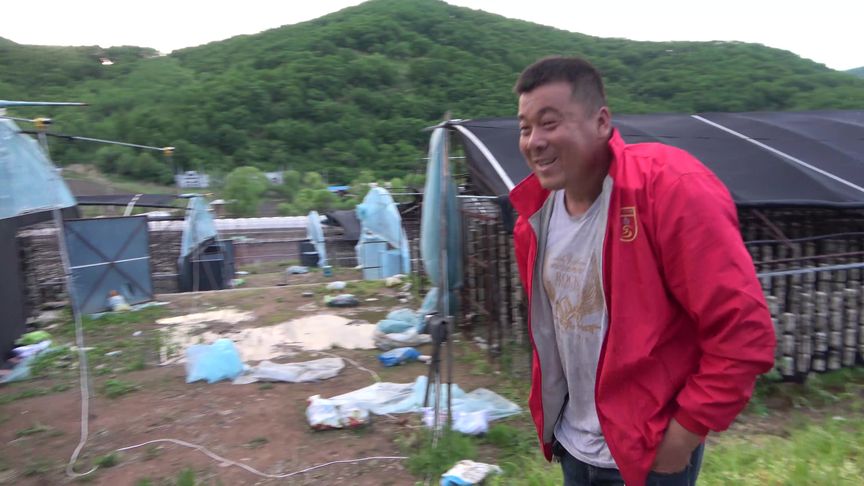 东北特产黑木耳,头茬采摘后什么样,吃木耳对结实有好处吗
