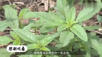 为什么百草枯没有解药?看看中毒反应就知道,就算有解药也没用!