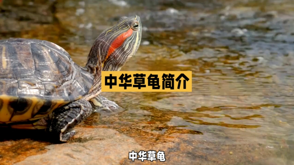 淡水珍品:中华草龟的生活习性