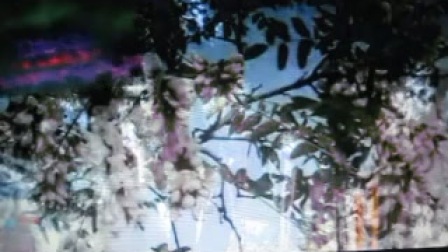 槐花为谁开【WB】(甫人-望海高歌)